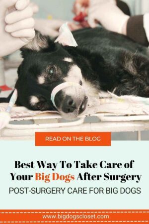Best Post-Surgery Care For Big Dogs – BigDogsCloset