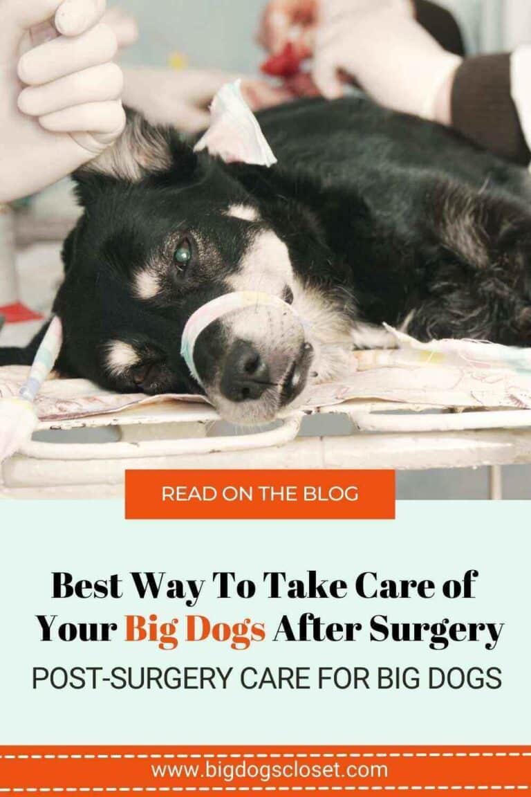 Best Post-Surgery Care For Big Dogs – BigDogsCloset