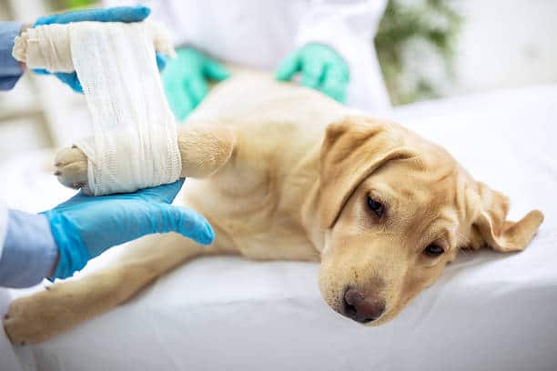 Dog ACL Surgery: Everything You Need to Know – BigDogsCloset