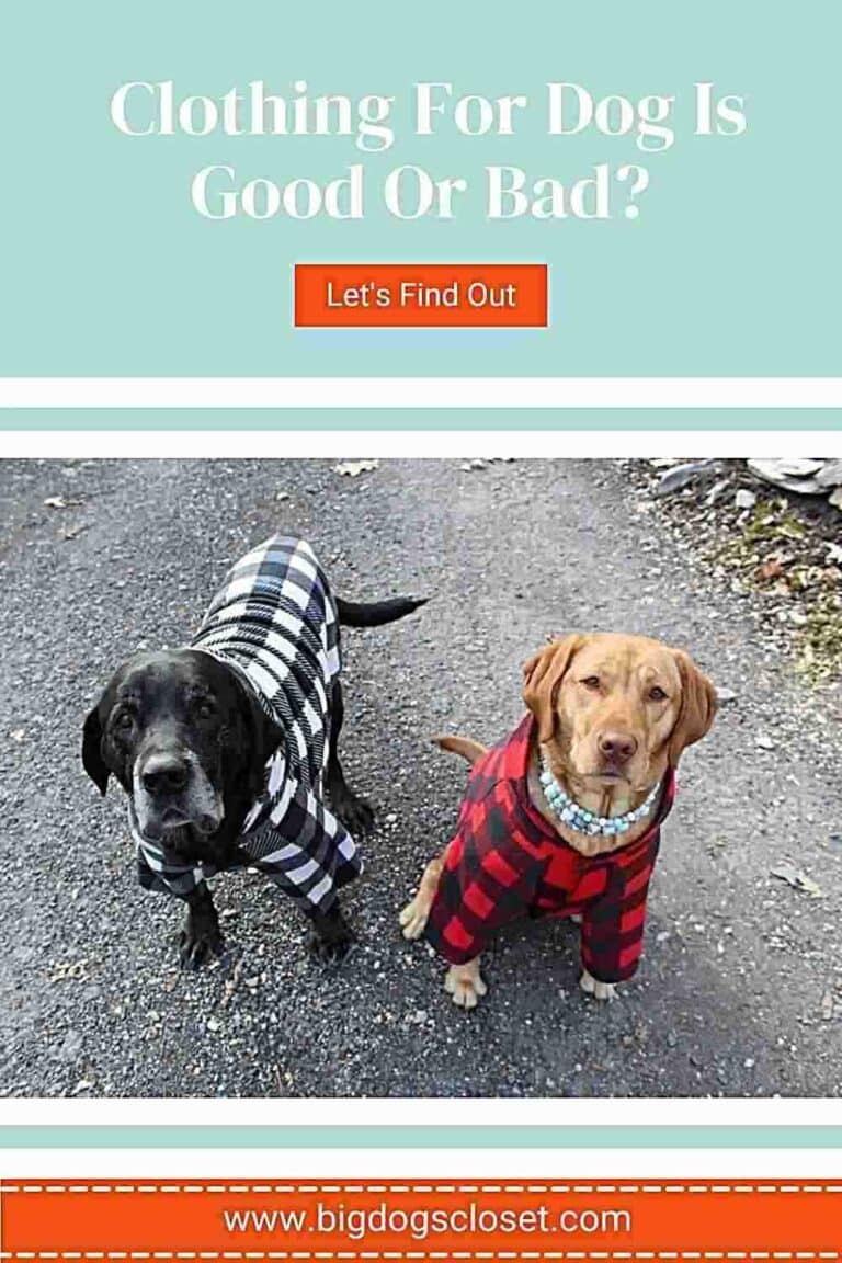Is It Good For Dogs To Wear Clothes? – BigDogsCloset
