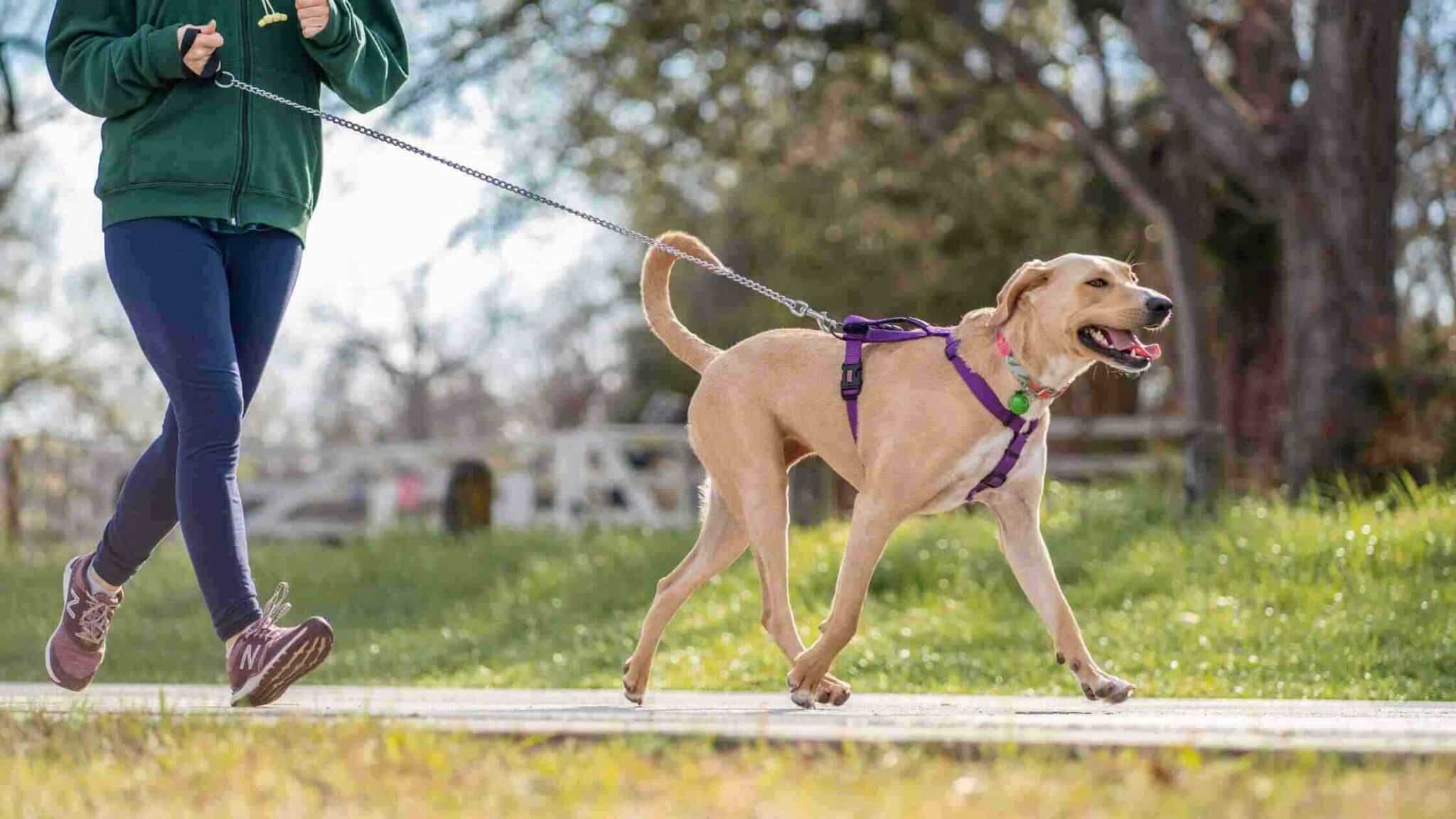 5 Unique Ways to Bond with Your Big Dog Through Playful Exercise ...