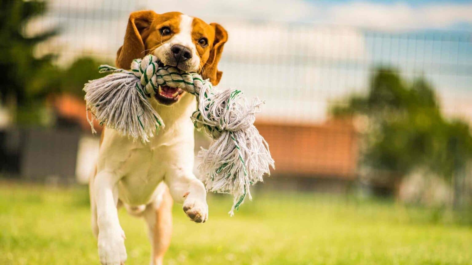 5 Unique Ways to Bond with Your Big Dog Through Playful Exercise ...